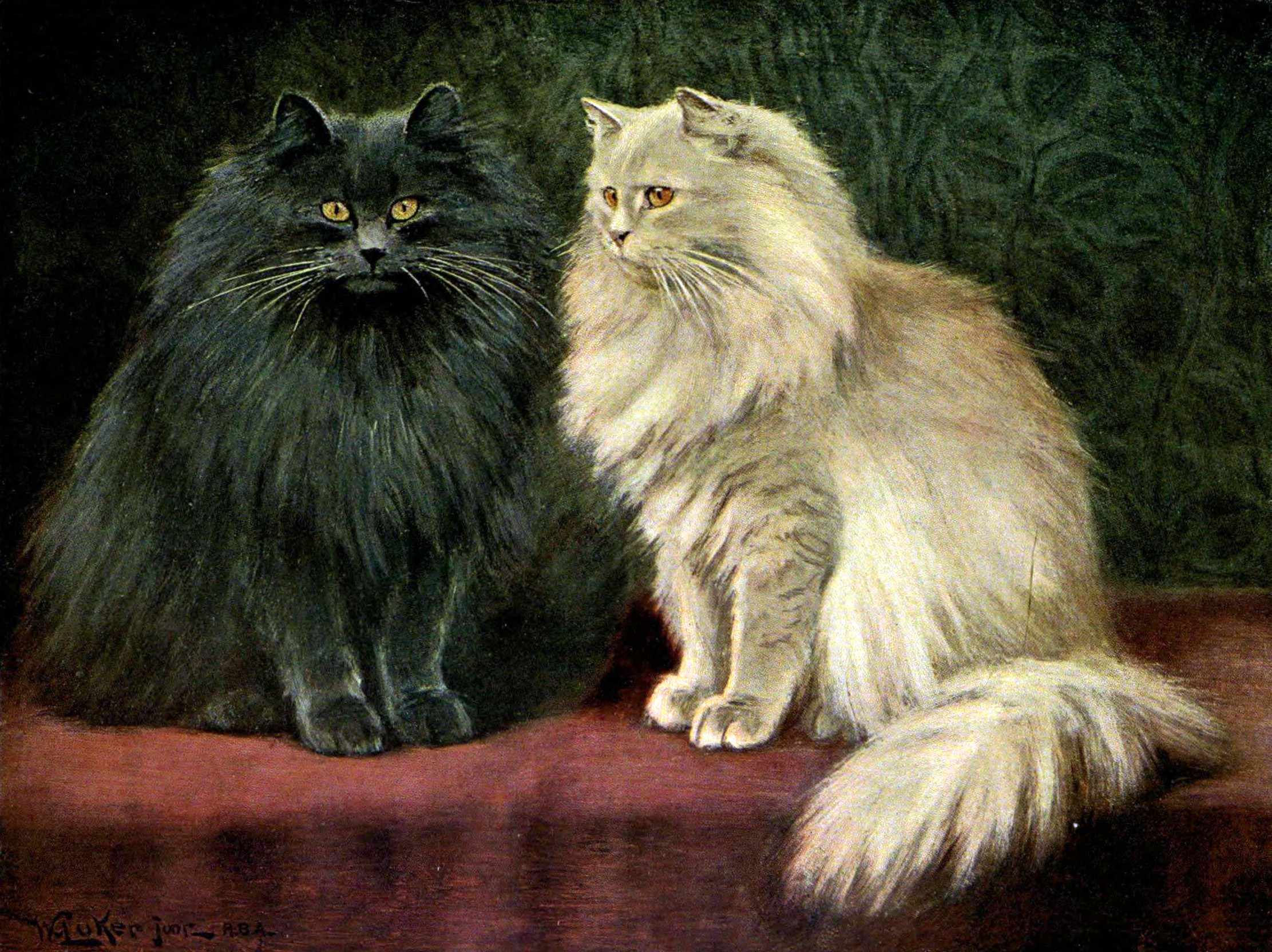 persian-cats | Chicago Treasure Houses